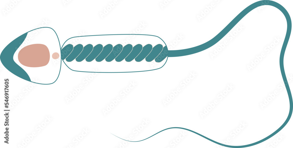 Educational diagram of human sperm cell. Flat style simple illustration ...