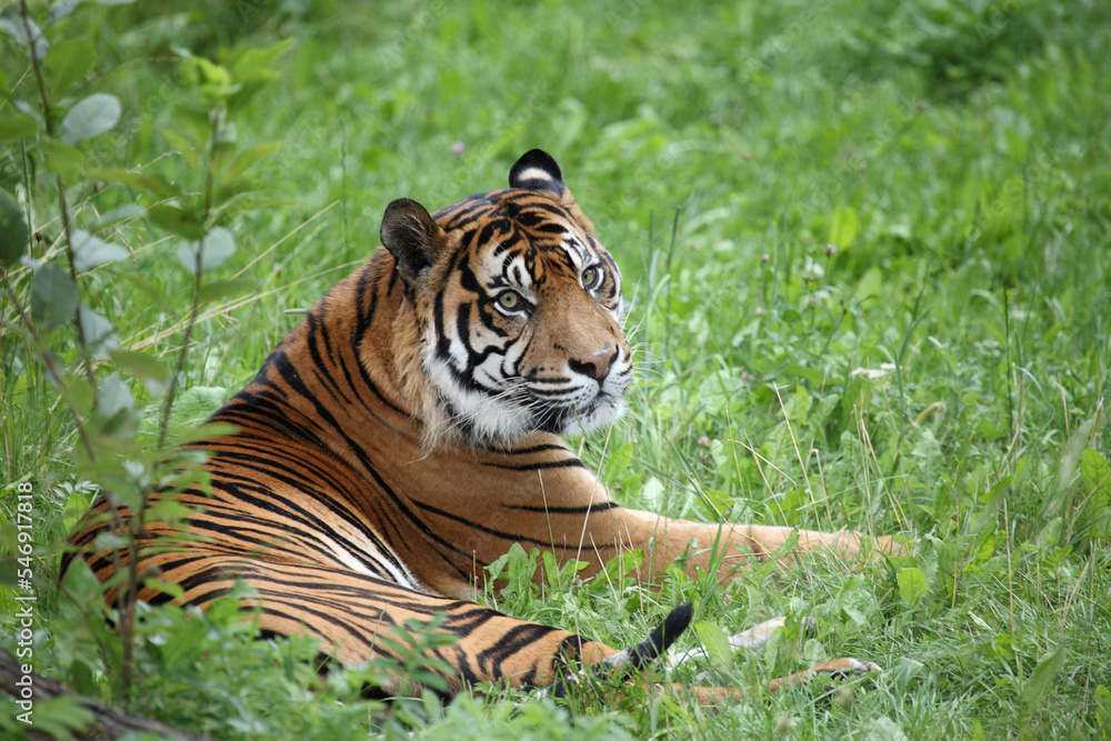 Sumatra-Tiger / Sumatran tiger / Panthera tigris sumatrae Stock Photo ...