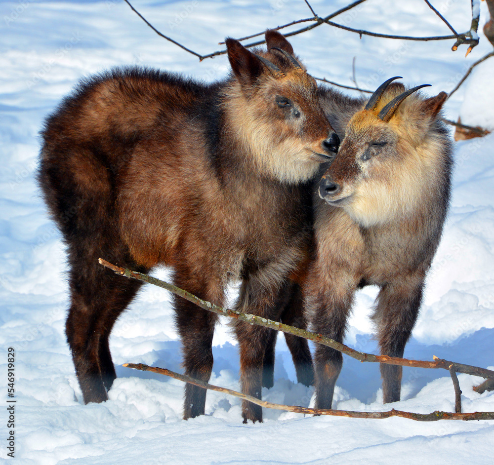 Japanese serow Capricornis crispus is a Japanese goat-antelope, an even ...