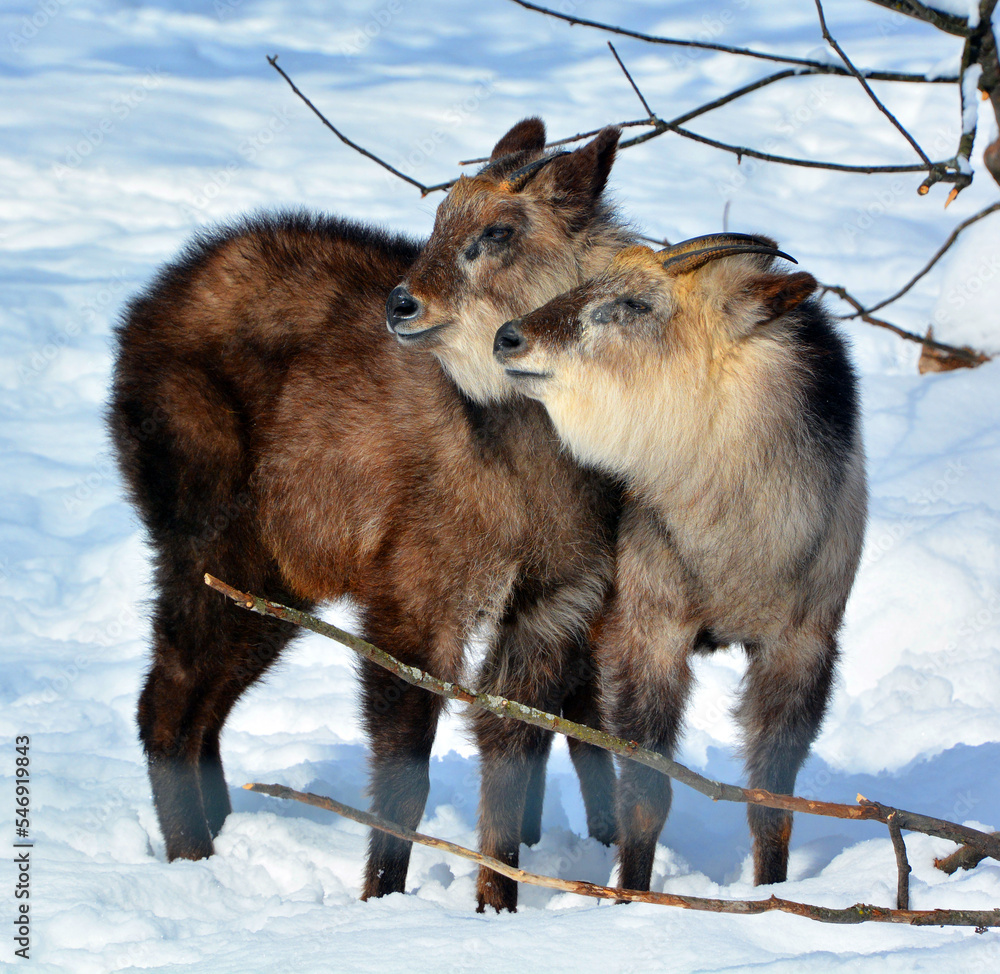 Japanese serow Capricornis crispus is a Japanese goat-antelope, an even ...