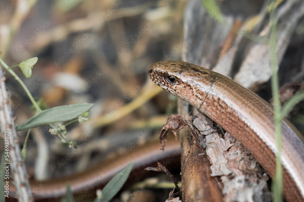 The slow worm, Anguis fragilis, legless lizard. An animal that looks ...