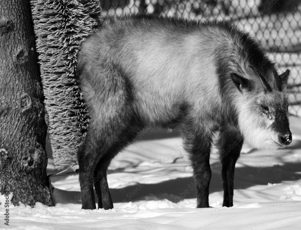 Japanese serow Capricornis crispus is a Japanese goat-antelope, an even ...