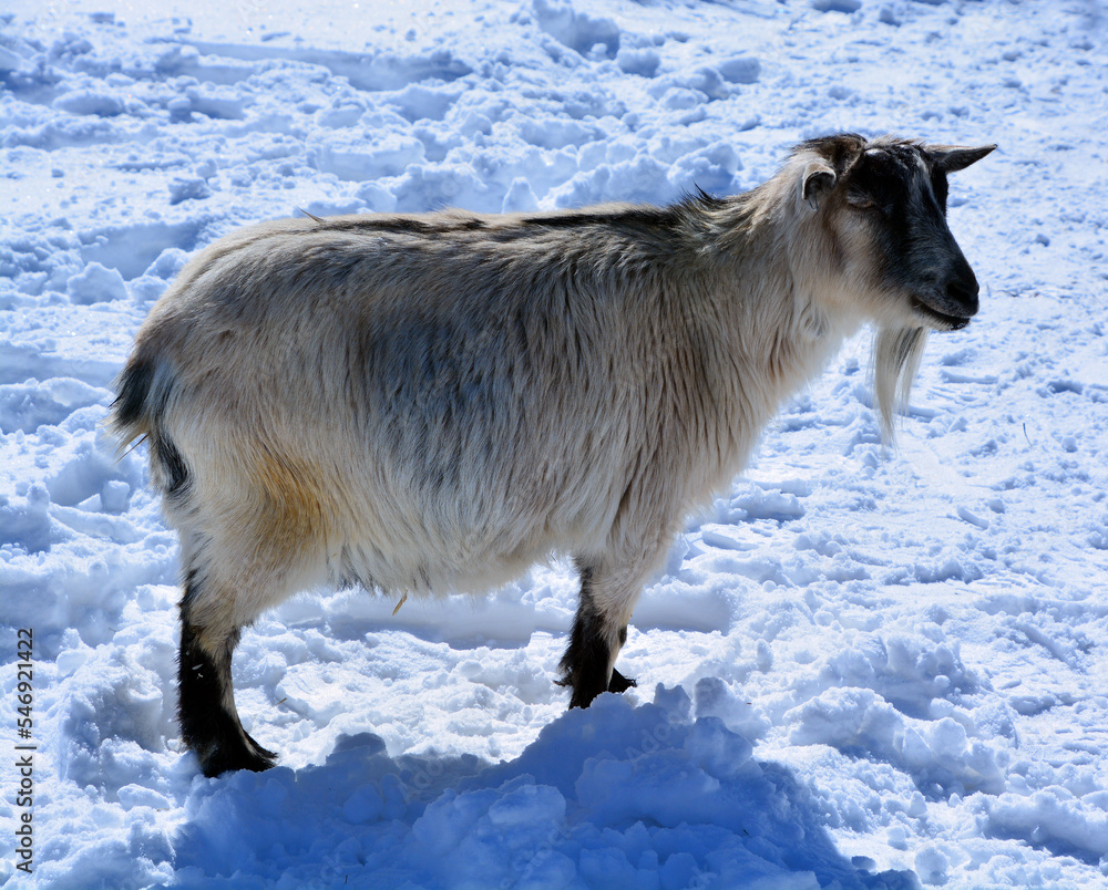 The domestic goat (Capra aegagrus hircus) is a subspecies of goat ...