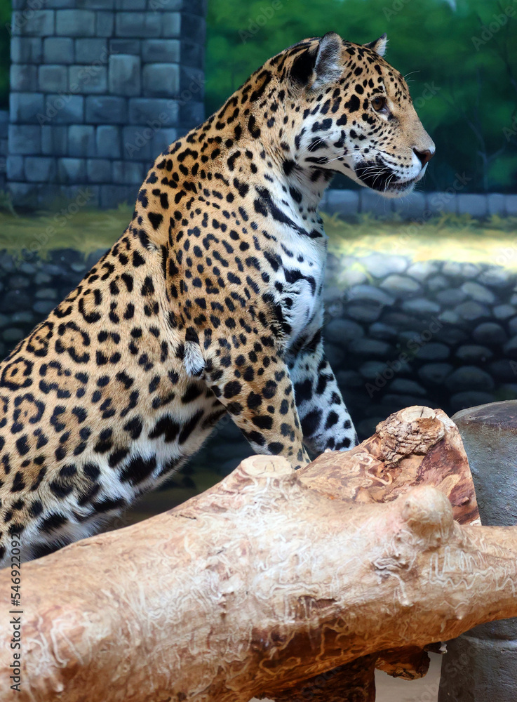 Jaguar are a feline in the Panthera genus only extant Panthera species ...