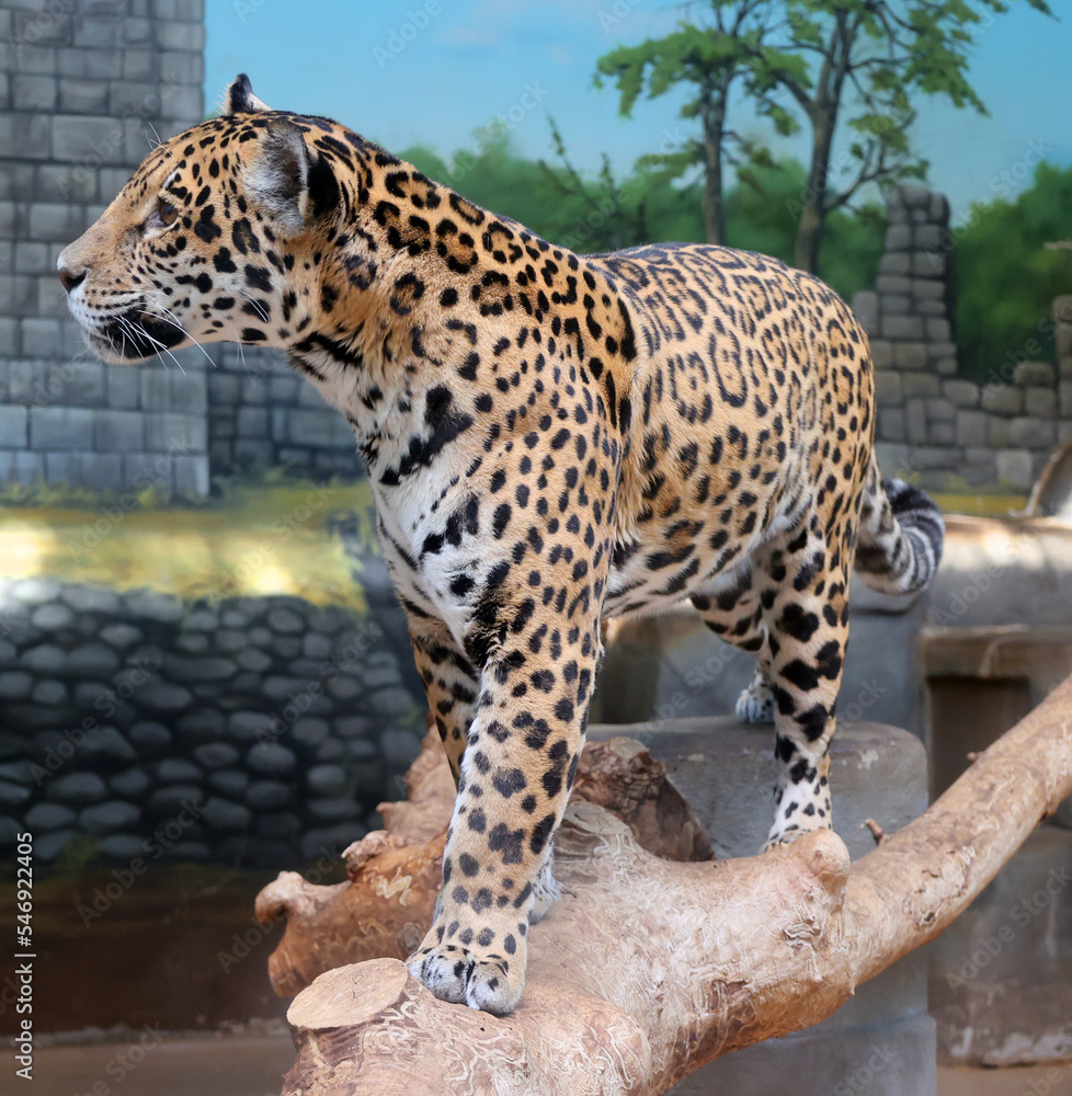 Jaguar are a feline in the Panthera genus only extant Panthera species ...