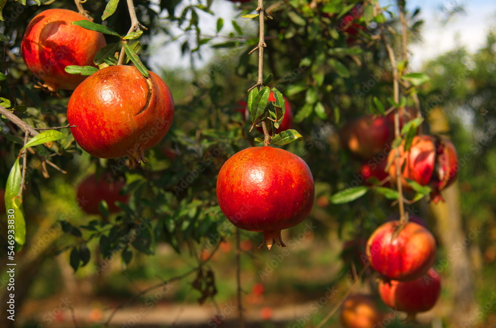 Garden with pomegranate trees. Rich harvest, large fruits, ripe ...