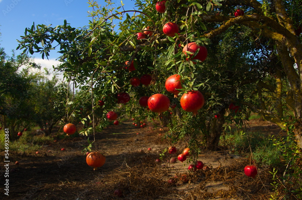Garden with pomegranate trees. Rich harvest, large fruits, ripe ...