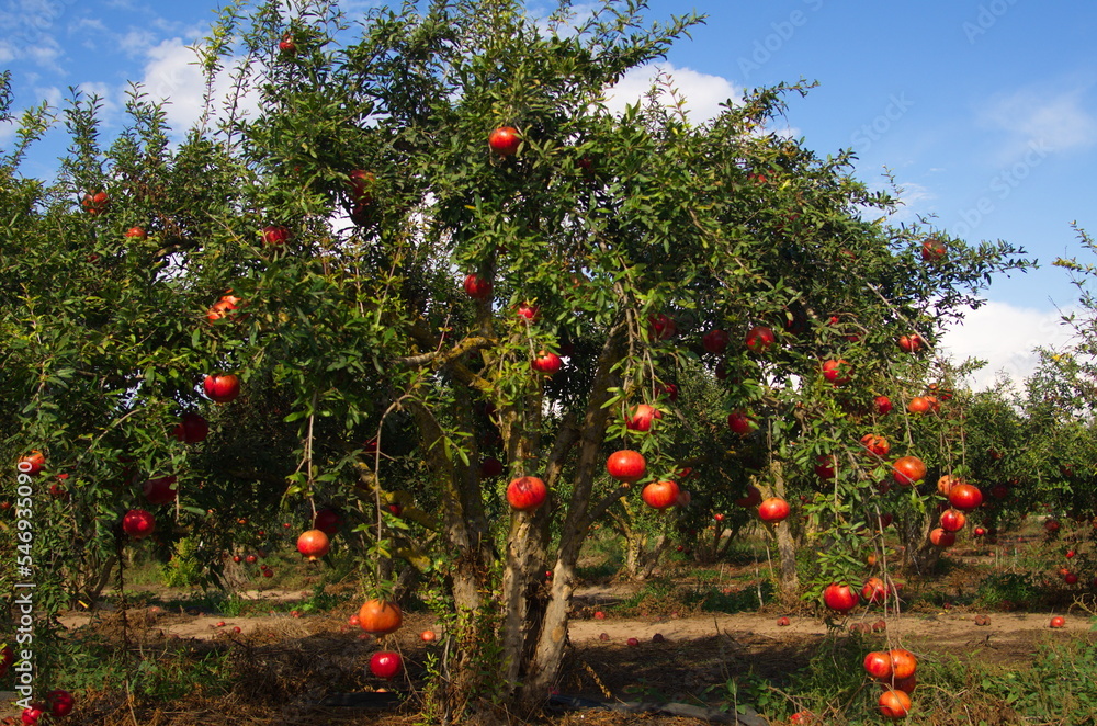 Garden with pomegranate trees. Rich harvest, large fruits, ripe ...