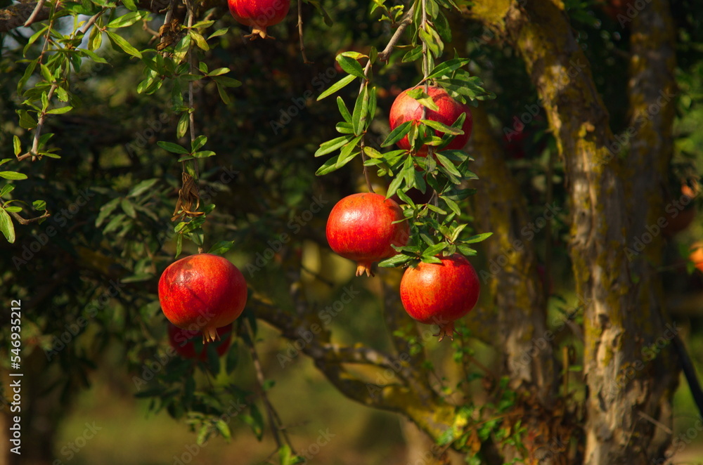Garden with pomegranate trees. Rich harvest, large fruits, ripe ...