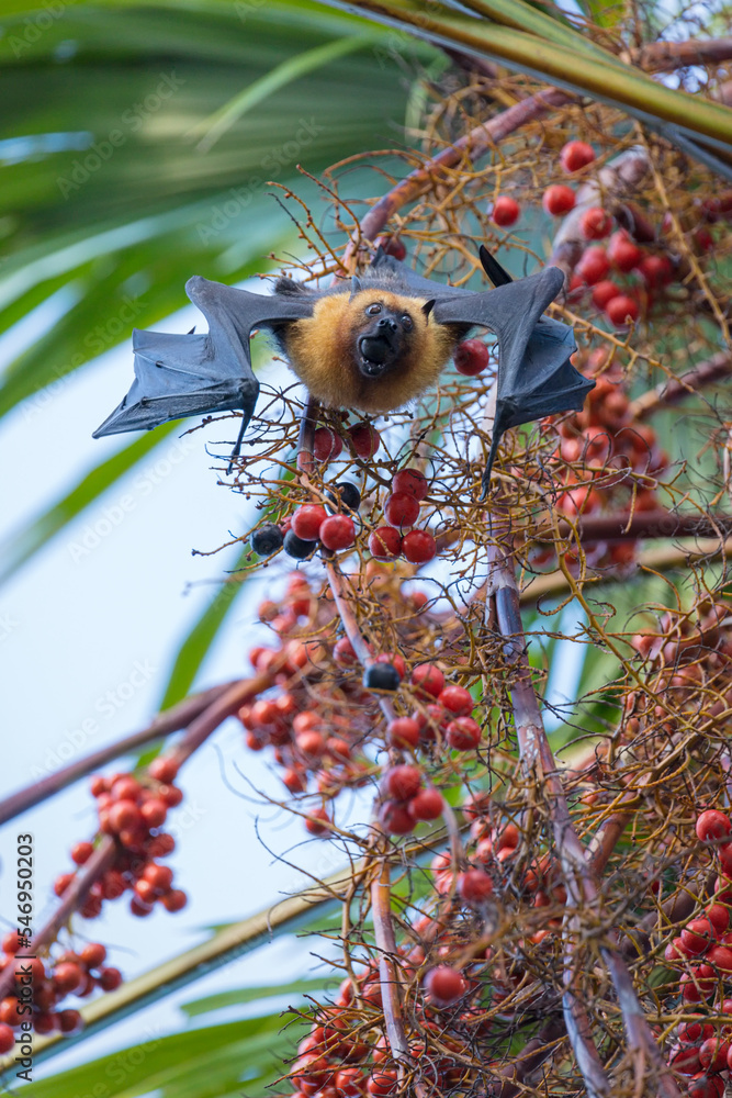Seychelles fruit bat or flying fox eating seeds from the tree Stock ...