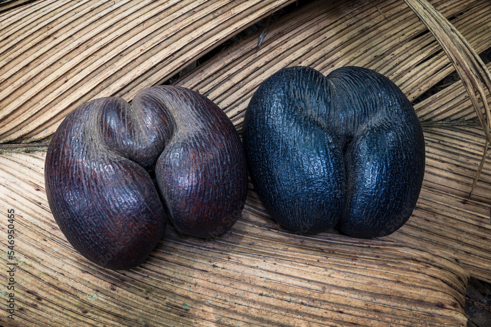 Coco de Mer or double coconuts, the largest nuts in the world from ...