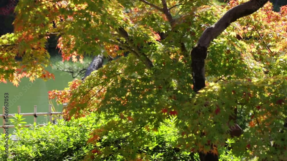 Vidéo Stock maple tree, leaves, red, autum, japanese garden, japan ...