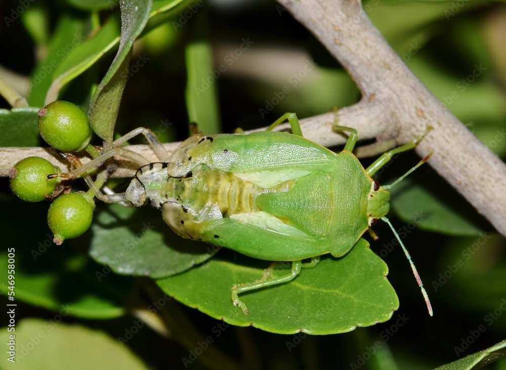 Red-Shouldered Stink Bug nymph (Thyanta custator) shedding skin while ...