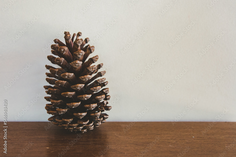 Pinha de pinheiro em fundo branco Stock Photo | Adobe Stock