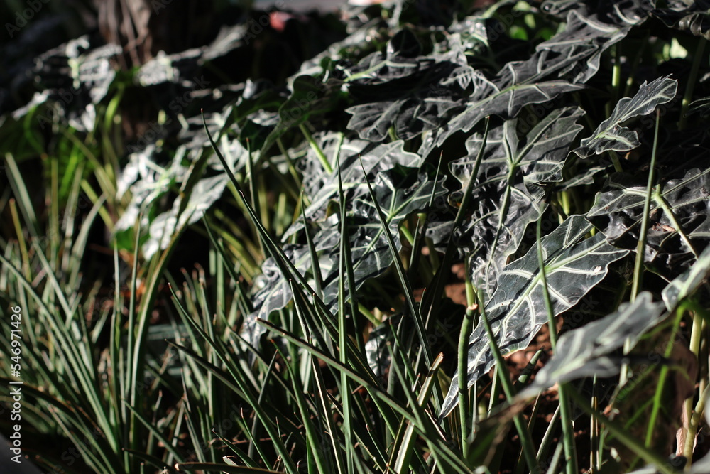 close-up shot of the bright green triangular and veined leaves of the ...
