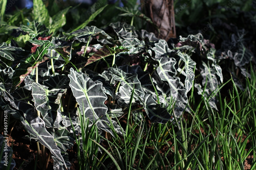 Foto de close-up shot of the bright green triangular and veined leaves ...