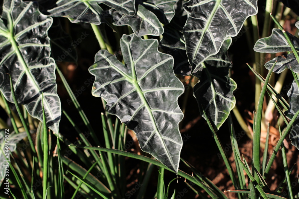 close-up shot of the bright green triangular and veined leaves of the ...