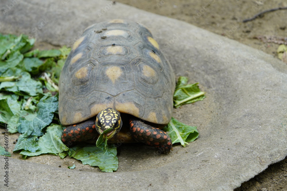 Tortoise (Chelonoidis denticulata) is one of two species of tortoise or ...