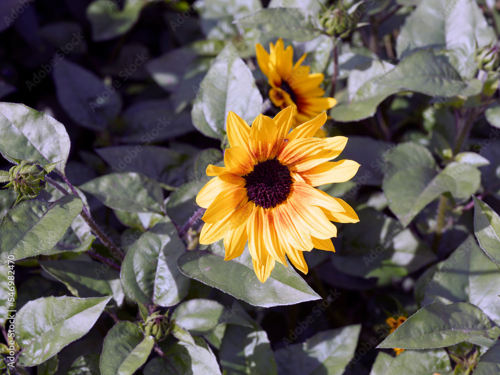 Dwarf sunflower or Helianthus annuus with petals bi-color, yellow ...