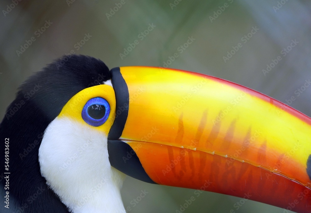 The toco toucan (Ramphastos toco), also known as the common toucan or ...