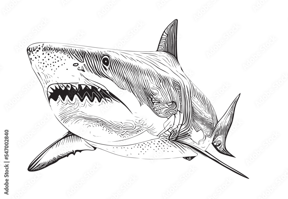 Shark hand drawn sketch Sea animals Vector illustration Stock Vector ...
