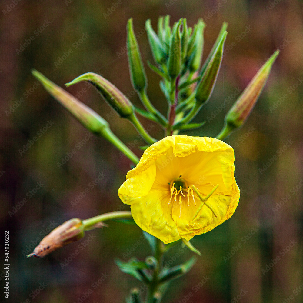 Fleur photographiée dans les jardins de Claude Monet à Giverny (Eure ...