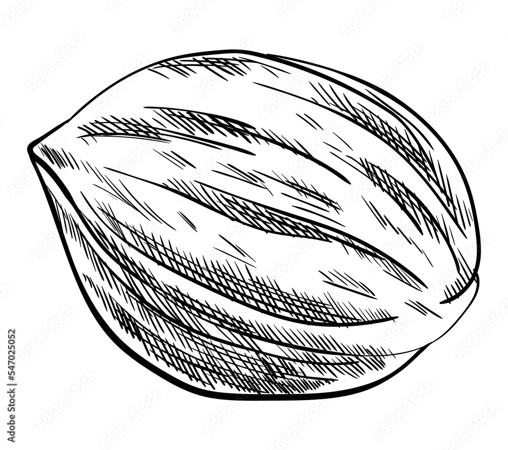 Walnut. Hand drawn ink sketch of nut for label template, packing or ...
