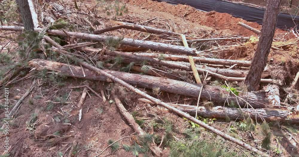 Uprooting trees in destroyed pine forests as part of preparation for ...