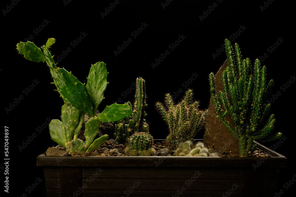 Cactus plant with their defensive thorns and water storage capabilities ...