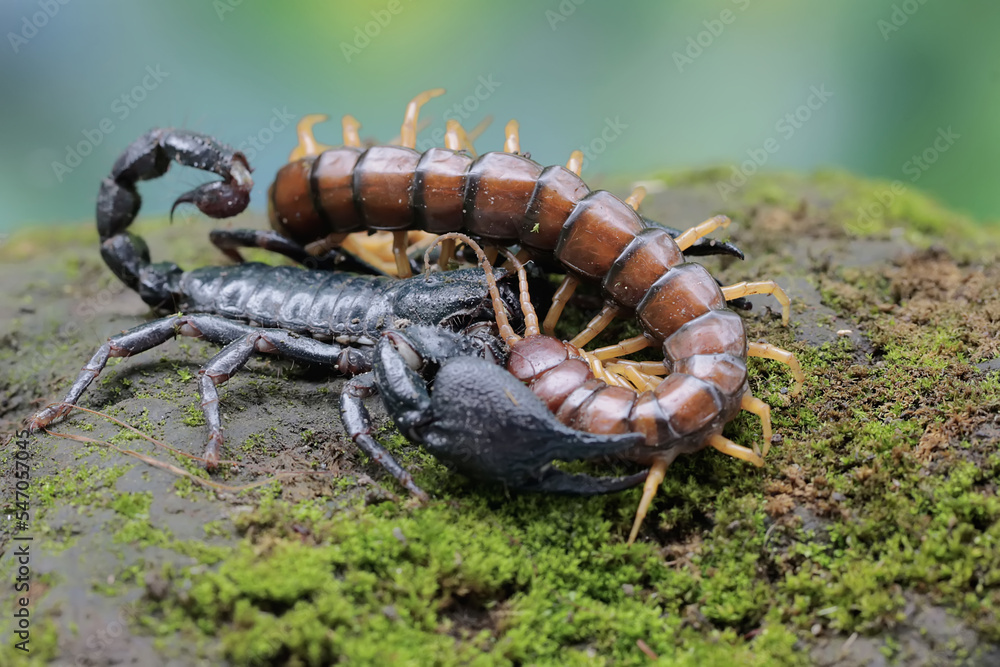 An Asian forest scorpion is ready to prey on a centipede (Scolopendra ...