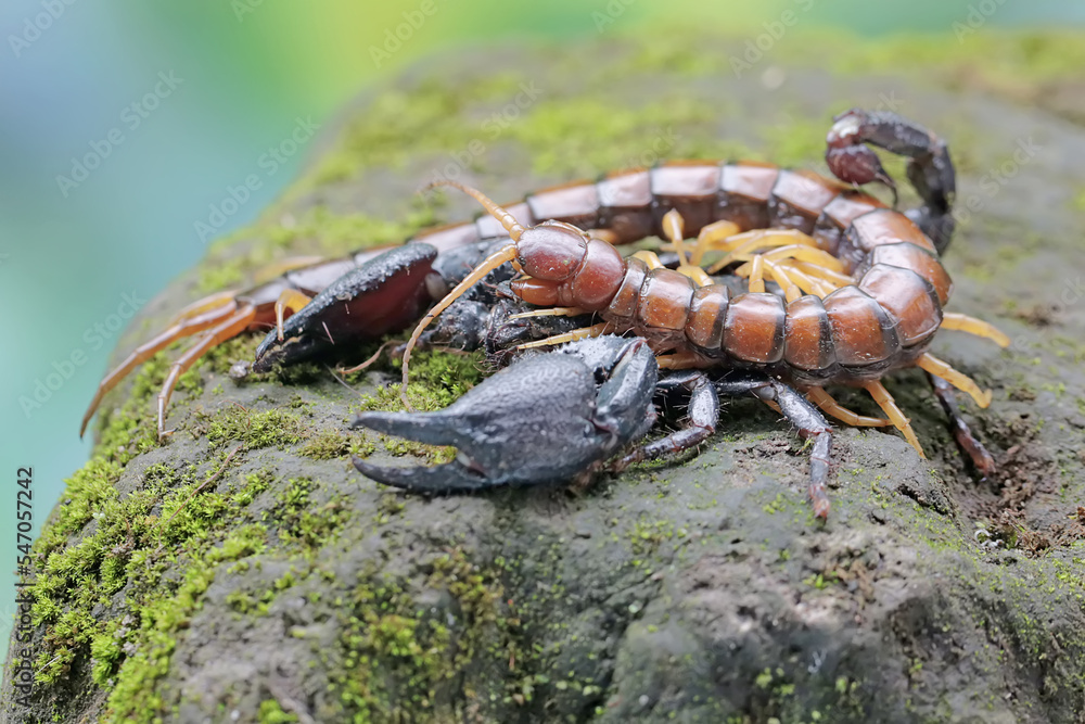 An Asian forest scorpion is ready to prey on a centipede (Scolopendra ...