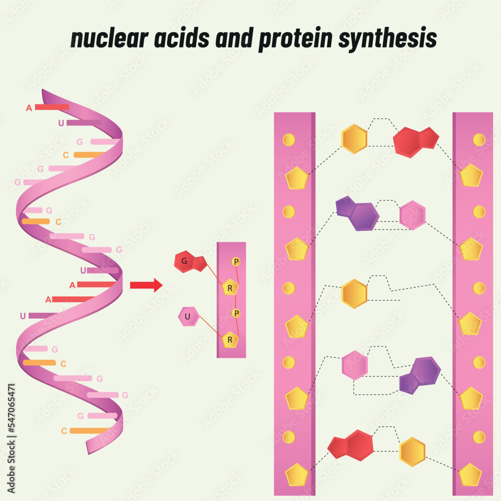 Nucleic acid and protein synthesis, Biology shape vector Stock Vector ...