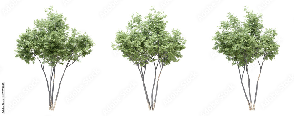 3D illustration of trees on transparent background, for illustration ...