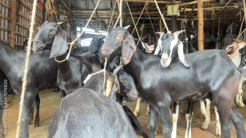 Black Bengal goats for sale at a butcher farm shop in Bangladesh. Tied ...