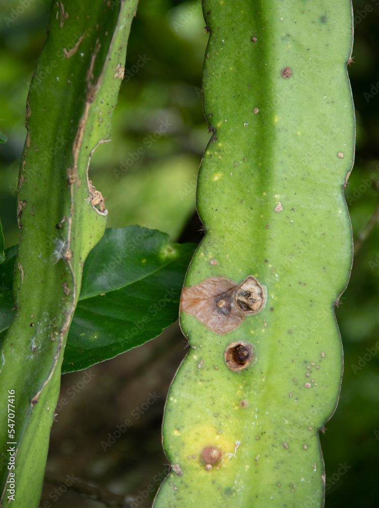 Dragon fruit trees that suffer from fungal diseases Stock Photo | Adobe ...