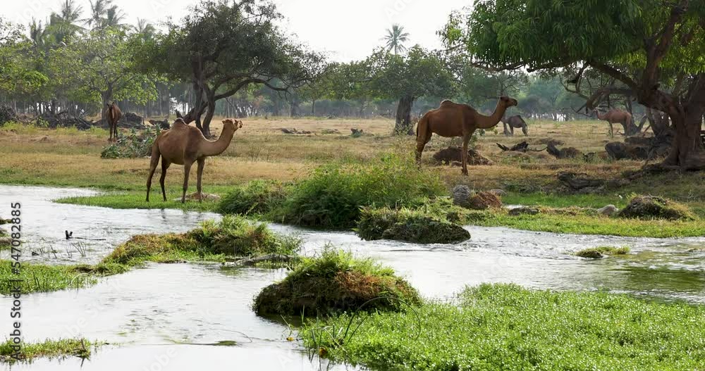dhofar region, dhofar, camel food, camels, camel, wadi oman, oman ...