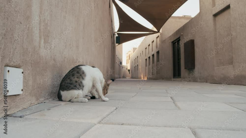 Close-up of homeless white and gray cat laying on the floor in old ...