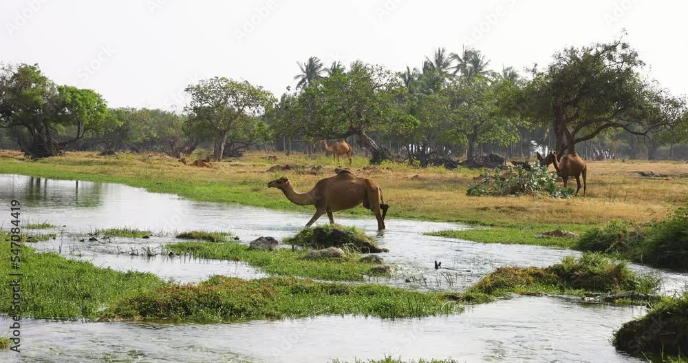 dhofar region, dhofar, camel food, camels, camel, wadi oman, oman ...