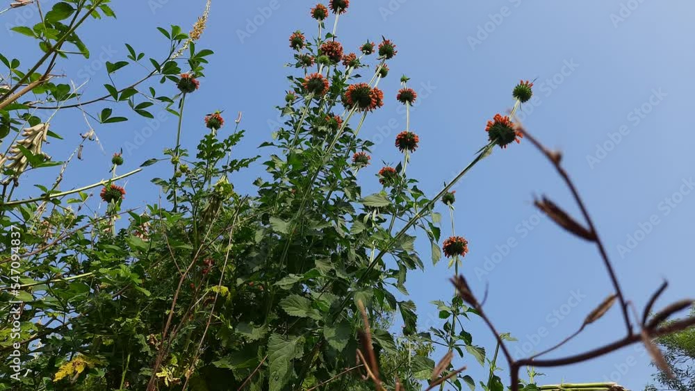 Leonotis nepetifolia plant with flowers. Its other names klip dagga and ...