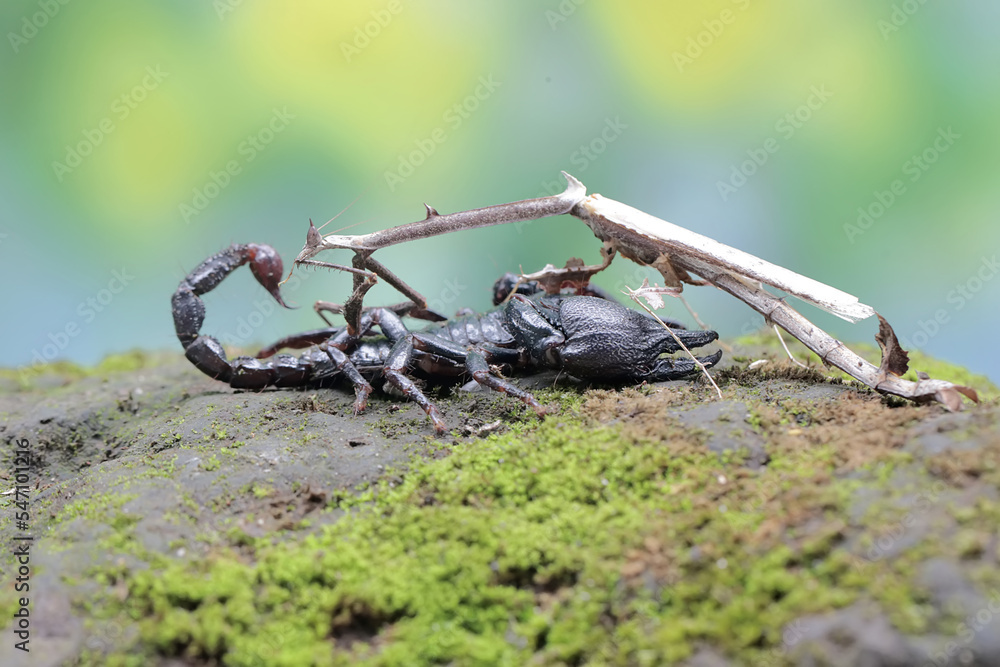 An Asian forest scorpion is ready to prey on a giraffe praying mantis ...
