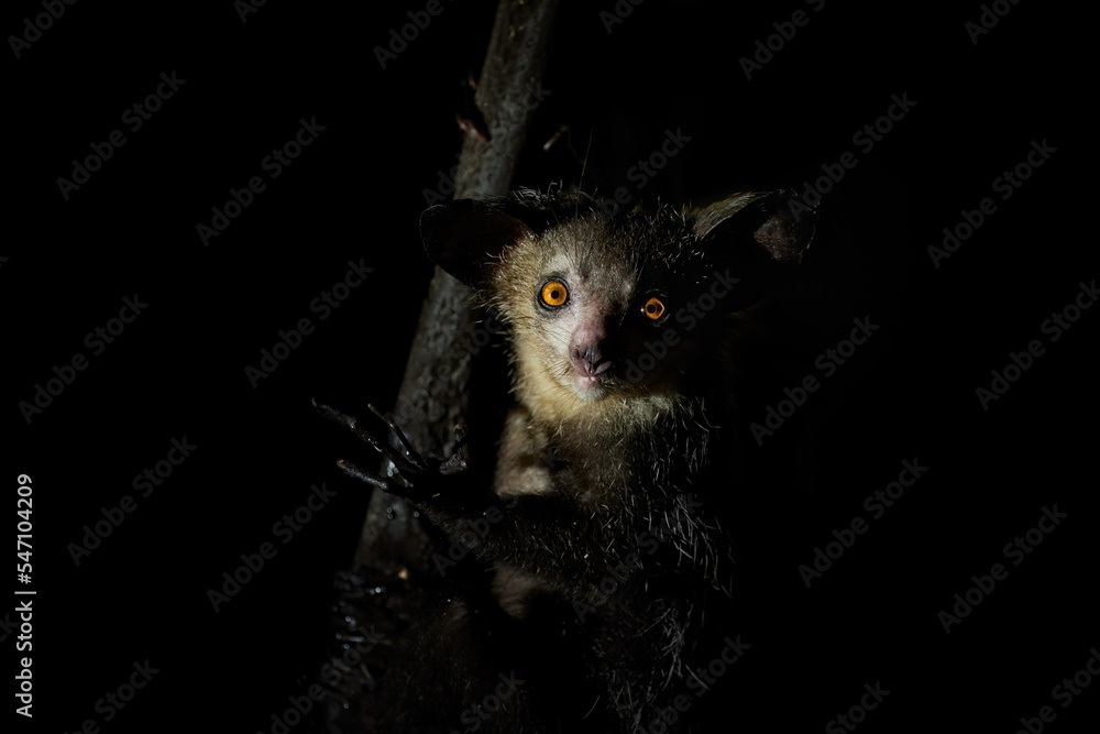 Night portrait of the Aye-Aye lemur, a rare and endangered animal ...