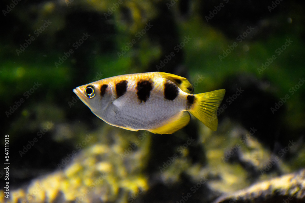 Freshwater fish with yellow fins and tail and black dorsal spots Stock ...