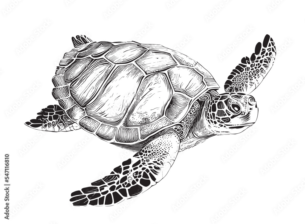 Poster Sea turtle hand drawn engraving style sketch Underwater animals ...