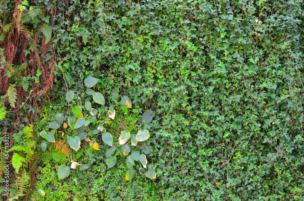 Muro con enredaderas verdes y helechos Stock Photo | Adobe Stock