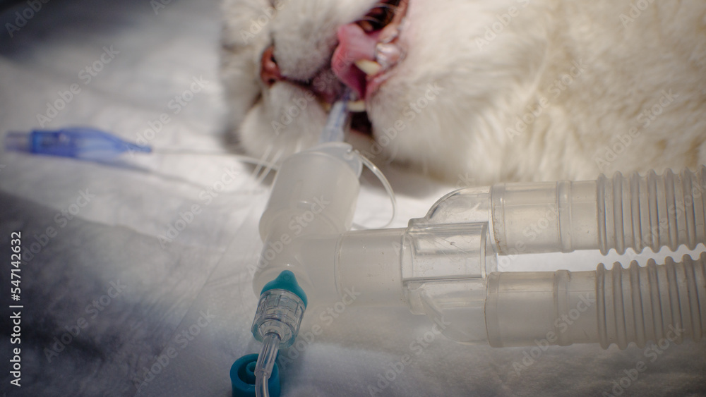 Cat Anesthesia Cat Anesthesia