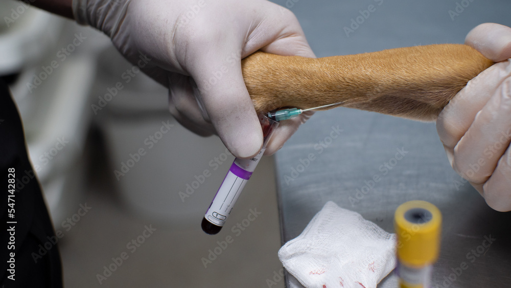 Close-up. The doctor draws a blood sample from the dog's front paw with ...