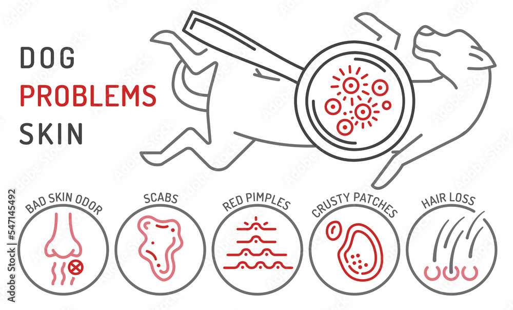 Dog skin problems infographic. Editable vector illustration Stock ...