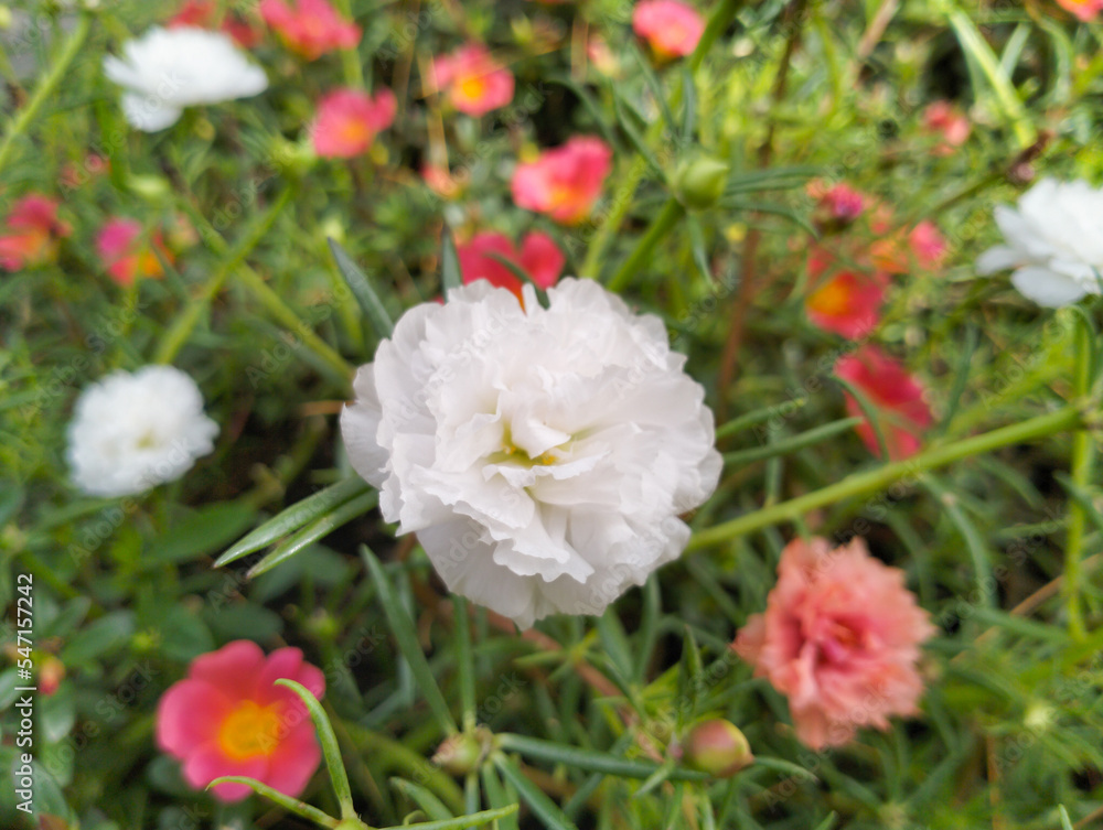Portulaca grandiflora is a succulent flowering plant in the family ...