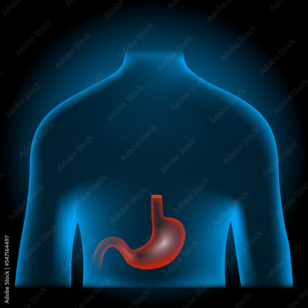Red stomach into x-ray blue realistic human body Stock Vector | Adobe Stock