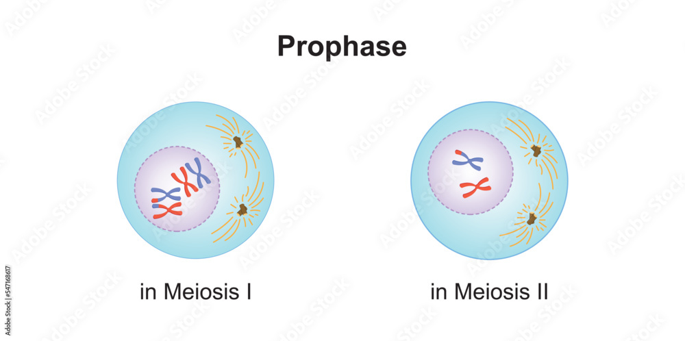 Scientific Designing of Prophase in Meiosis. Colorful Symbols. Vector ...